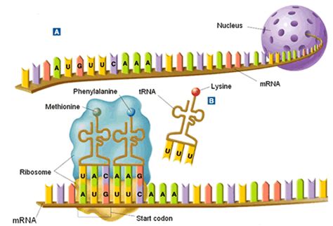 Protein Synthesis