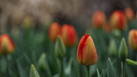 Green Spring Leaf Holiday Poster Solar Terms Powerpoint Background For Free Download Slidesdocs