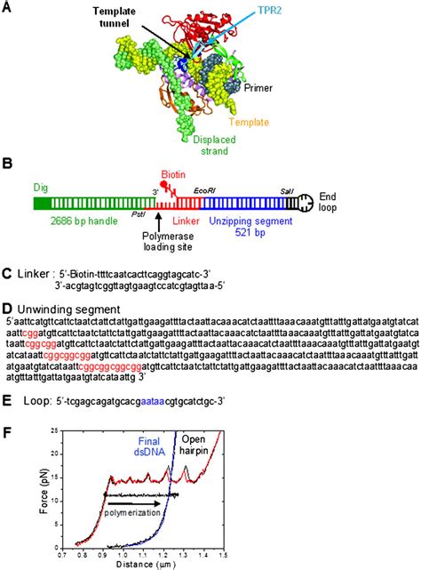 Fig S1 The Phi29 Dna Polymerase Dna Hairpin And Representative