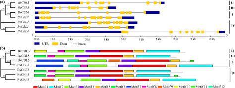 Phylogenetic Relationship Intron Exon Organization And Conserved Download Scientific Diagram