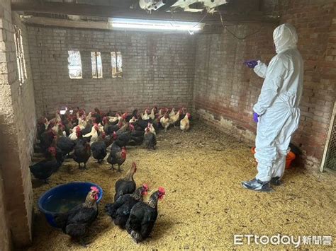養殖場「圍網破損」快修補防候鳥攜病毒 秋冬是禽流感高風險季節 Ettoday寵物雲 Ettoday新聞雲