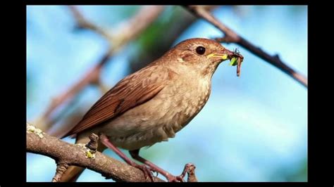 1 квітня Міжнародний день птахів Youtube