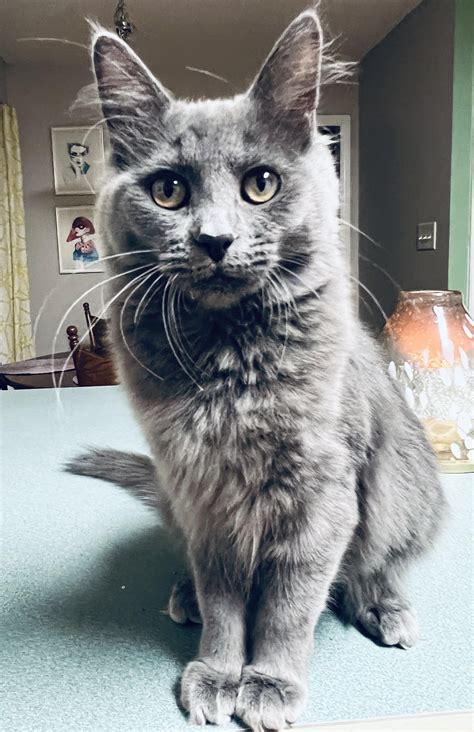 My Girl Eevie Rnebelung