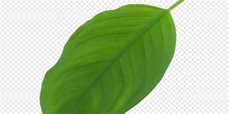 Ai软件如何制作透明背景的图片360新知