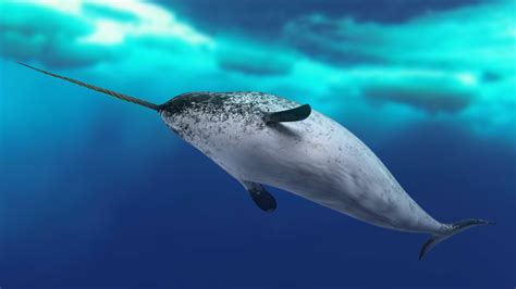 Narwhal Model Turbosquid 2014061