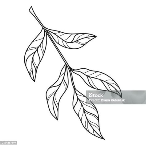 선형 나뭇잎 선형 자연 그림입니다 벡터 그리기 아이들의 잎 색칠 문신 스케치 가을에 대한 스톡 벡터 아트 및 기타 이미지 가을 가을 단풍 계절 Istock