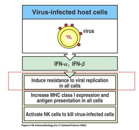 Viral Immune Evasion Flashcards Quizlet