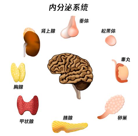 内分泌系统示意图 千图网