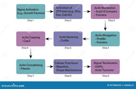 Actin Filament And Myosin Filament Structure Myosin Muscle Actin Myosin Interaction Troponin