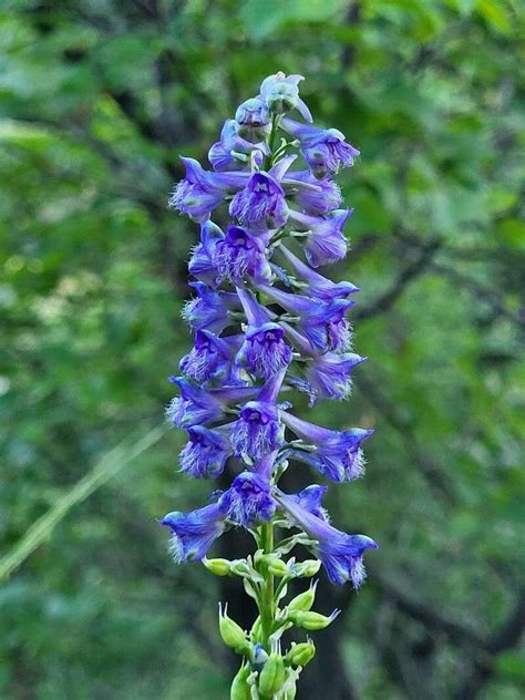 Delphinium Sowing Planting And Harvest Calendar