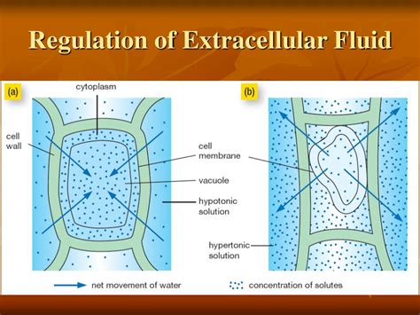 Extracellular Fluid