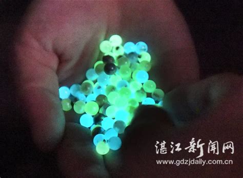 南珠是如何炼成的 湛江云媒湛江新闻网