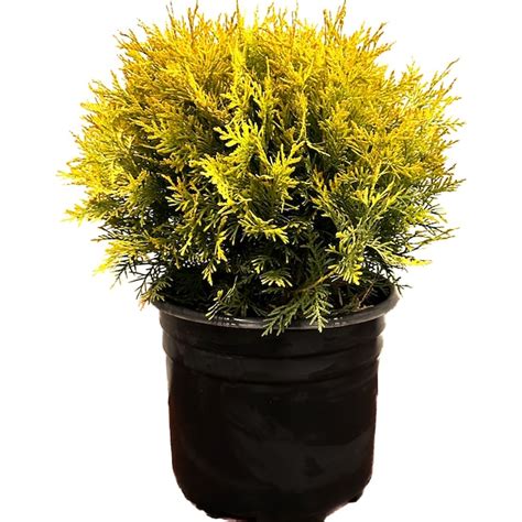 Golden Globe Arborvitae Accent Shrub In 225 Gallon Pot O882003 At
