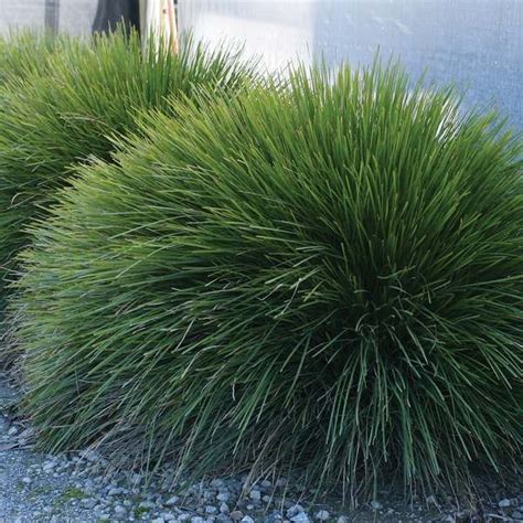 Lomandra Confertifolia Lime Tight Limtigra Ppaf Leading Lime Tight