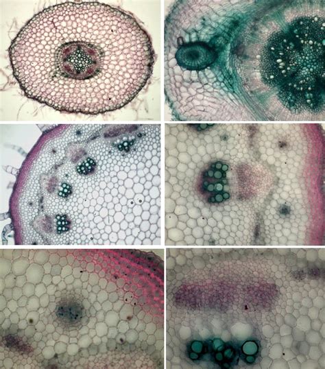 A B Cross Sections Through The Root A Primary Structure B Download Scientific Diagram