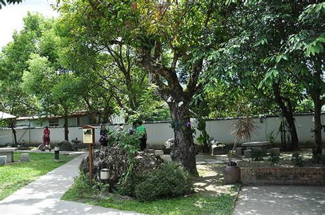 院子老树图片 庭院护栏 中式别墅庭院 大山谷图库