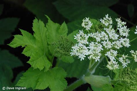 Cow Parsnip Caution