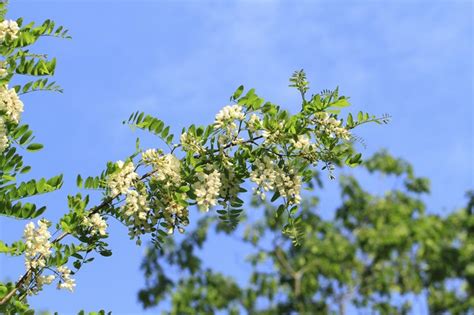 How To Identify Locust Trees Hunker