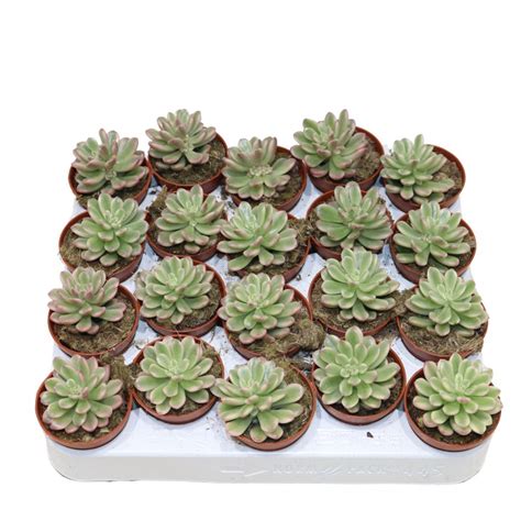 Sedum Rubrotinctum Variegata 55cm Pot Urban Plant Life Nationwide