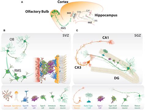 Frontiers Wnt Signaling In The Regulation Of Adult Hippocampal Neurogenesis
