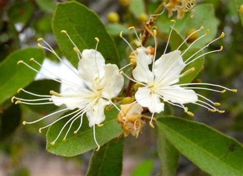 Quadrella Indica Picturethis