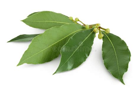Fresh Laurel Leaves Isolated On White Background Green Bay Leaf Stock Image Image Of Plant