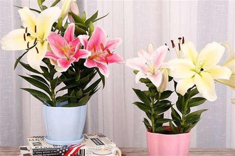 Cách Trồng Hoa Ly Nở Kịp Tết Nguyên đán