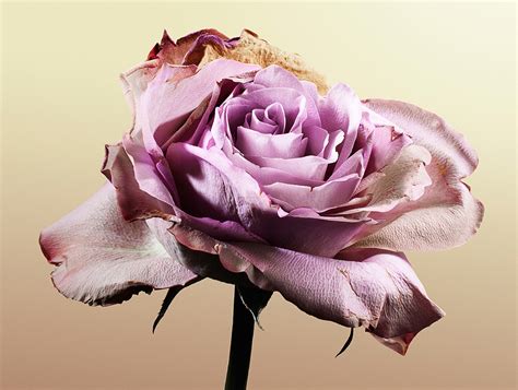 Creative Product Photography