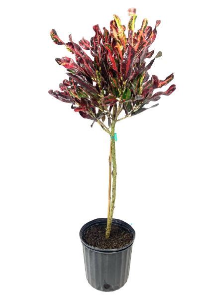 Codiaeum Variegatum Mammy Croton Denchfield Nursery Inc