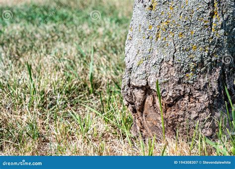 Tree Bark Damage Caused From Weed Eater Stock Image Image Of Grass Machine 194308307