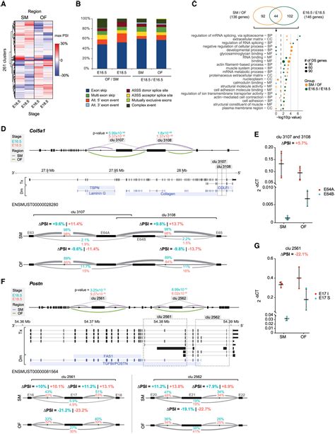 Integrated Transcriptome And Network Analysis Reveals Spatiotemporal Dynamics Of Calvarial