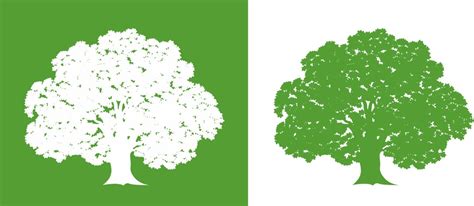 Oak Growing Stages Royalty Free Vector Image Vectorstock