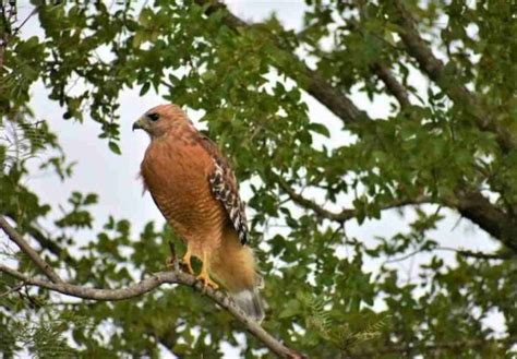 Do Hawks Attack Crows Revealing Natures Feathery Feuds
