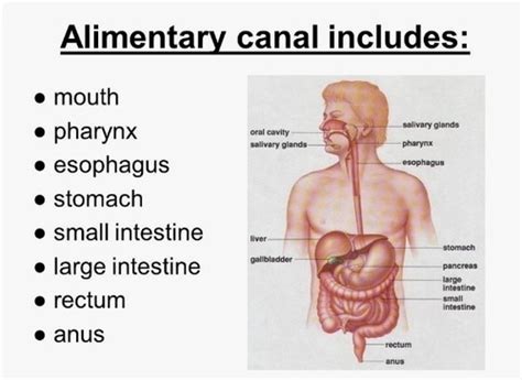 14 Gastrointestinal Physiology Flashcards Quizlet