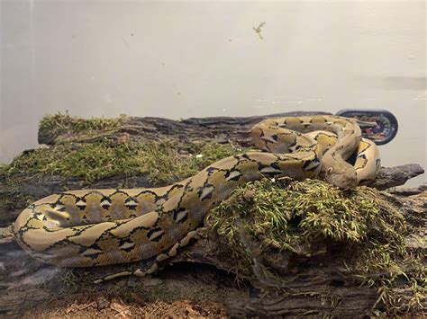 I Got A Retic A Few Months Ago And Ive Done As Much Research Online As