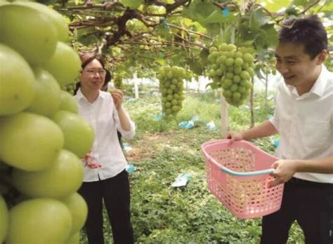 益中行 “疫”线助农 中国银行镇江分行采买400多箱葡萄为农解忧中国镇江金山网 国家一类新闻网站