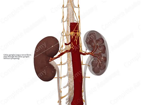 Celiac Ganglia Complete Anatomy