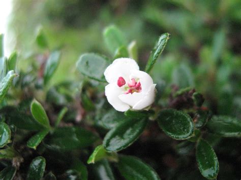 Cotoneaster Thymifolius Eflora Of India