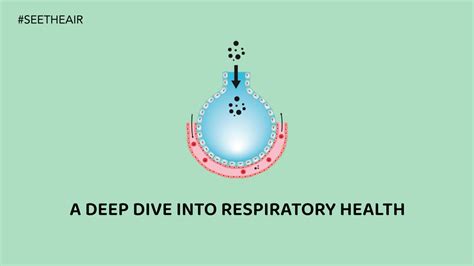 Alveolar Sacs And Particulate Matter A Deep Dive Into Respiratory