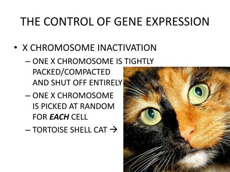 PPT THE CONTROL OF GENE EXPRESSION PowerPoint Presentation Free Download ID 1759748