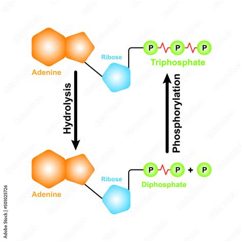 Atp Adp Cycle Scheme Atp Phosphorylation And Atp Hydrolysis Colorful Symbols Vector