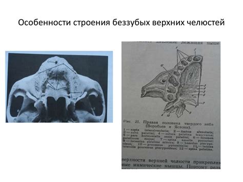 Анатомо топографические особенности строения челюстно лицевой области при полном отсутствии