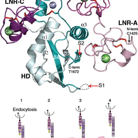 Schematic Illustration Of Notch And The Pathway A The N Terminal