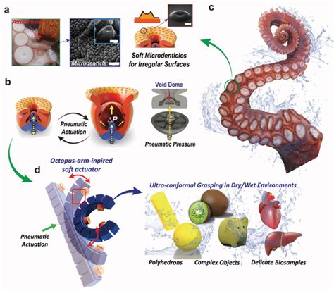 Bioinspired Microdenticle Soft Actuator With Versatile Controllable Download Scientific Diagram