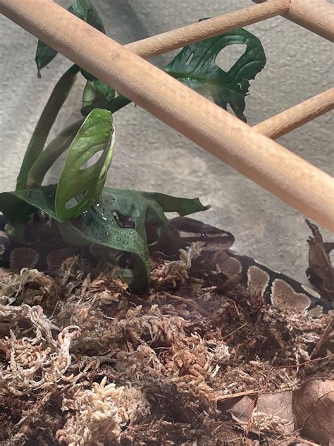 This Is Frankie The Rescue R Ballpython