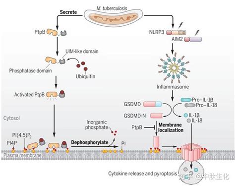Science：我国科学家揭示结核分枝杆菌通过分泌蛋白ptpb劫持泛素来抑制宿主免疫反应 知乎