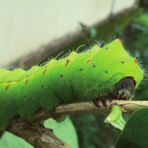 Antheraea Mylitta Silkworm Download Scientific Diagram