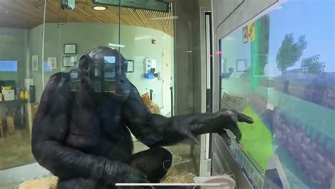 This Monkey Is Better At Minecraft Than Danny Is Rdannygonzalez