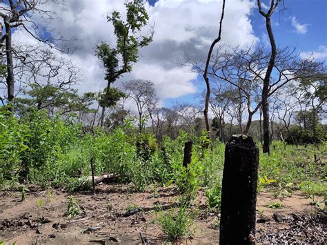 Interactive Map Shows Deforestation Drives Up Tropical Temperatures By