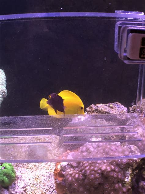 Acclimation Box Reef2reef